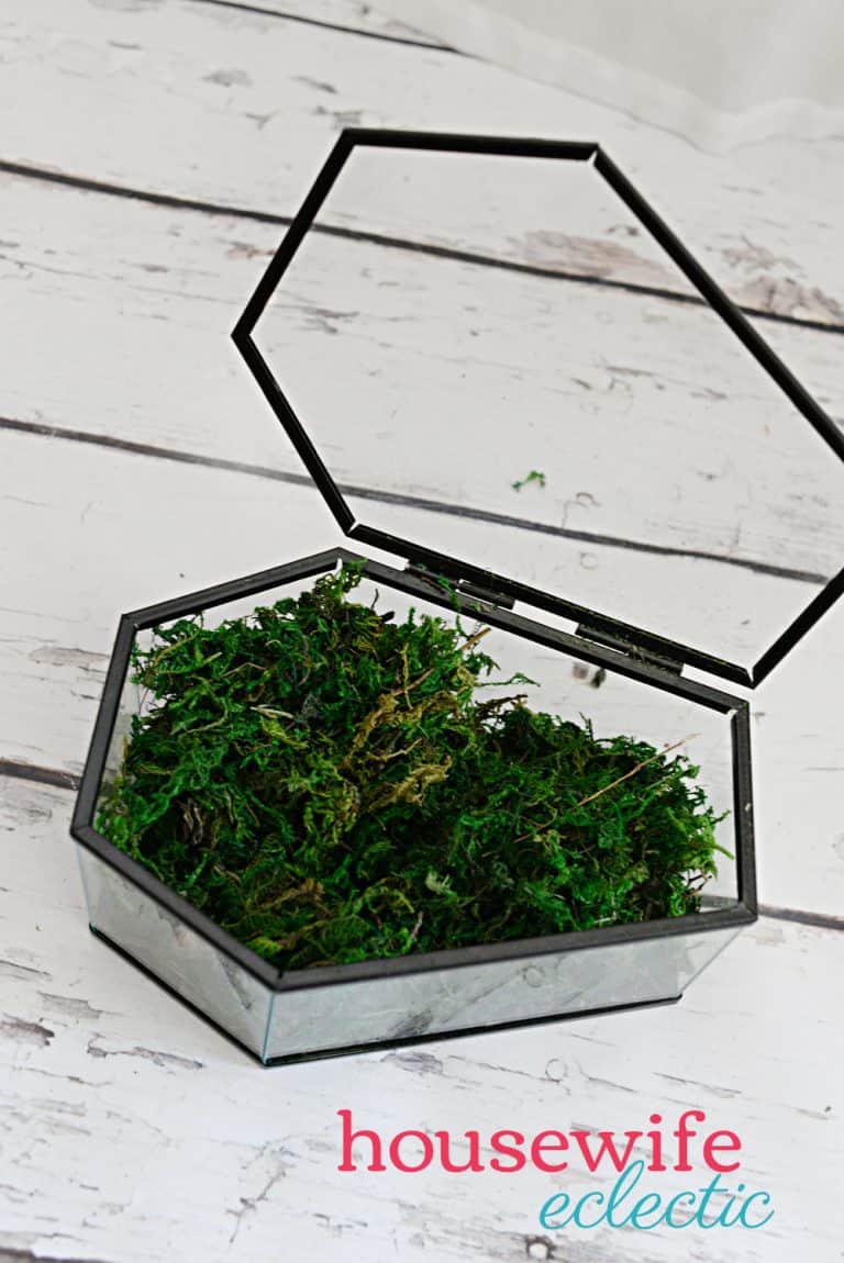 Halloween Coffin Terrarium - Housewife Eclectic